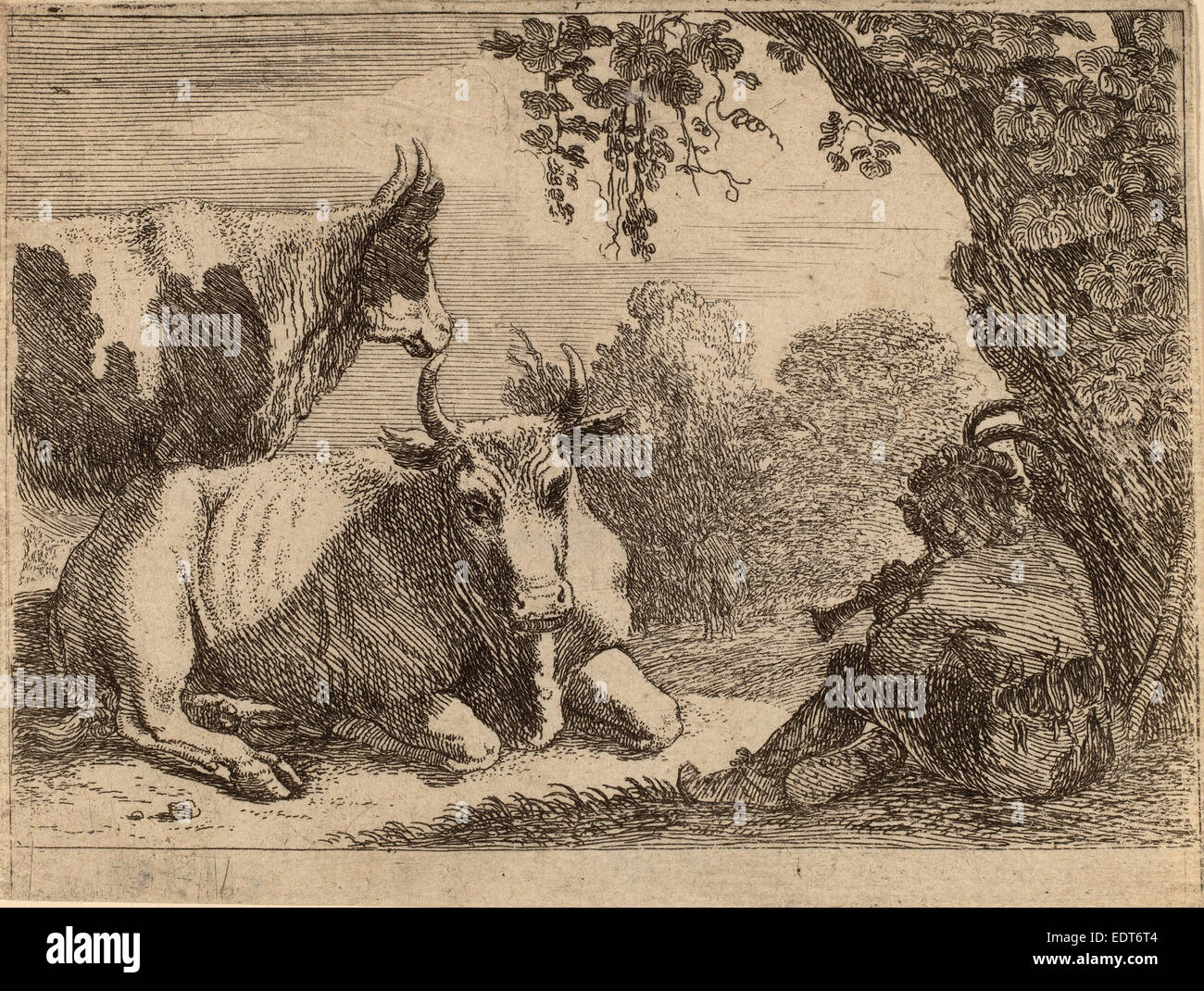 Herman van Swanevelt (Dutch, c. 1600 - 1655), Cows, etching Stock Photo ...