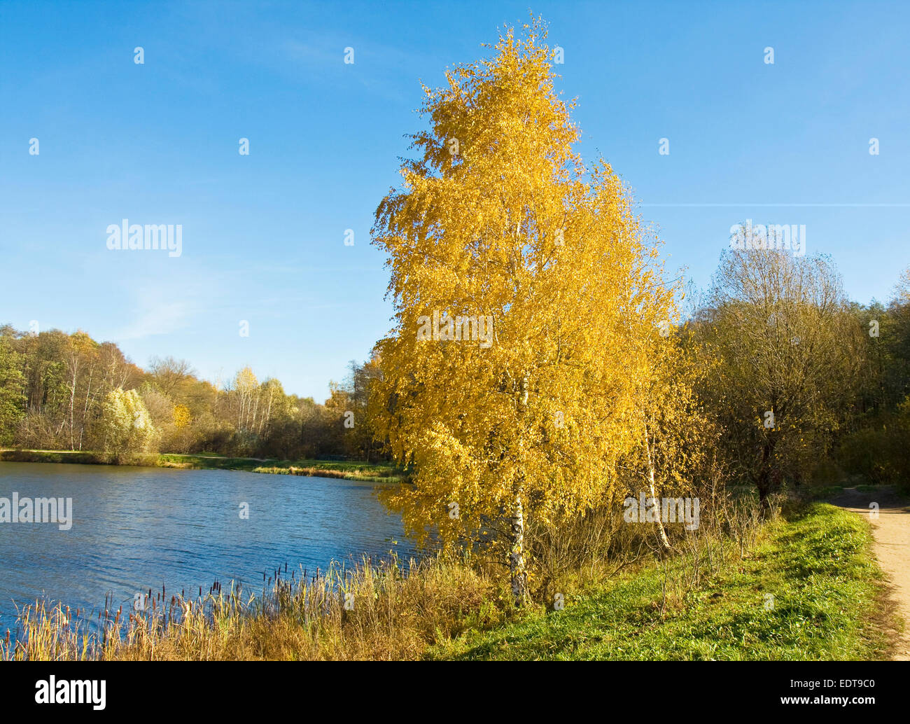 Yellow birch tree hi-res stock photography and images - Alamy