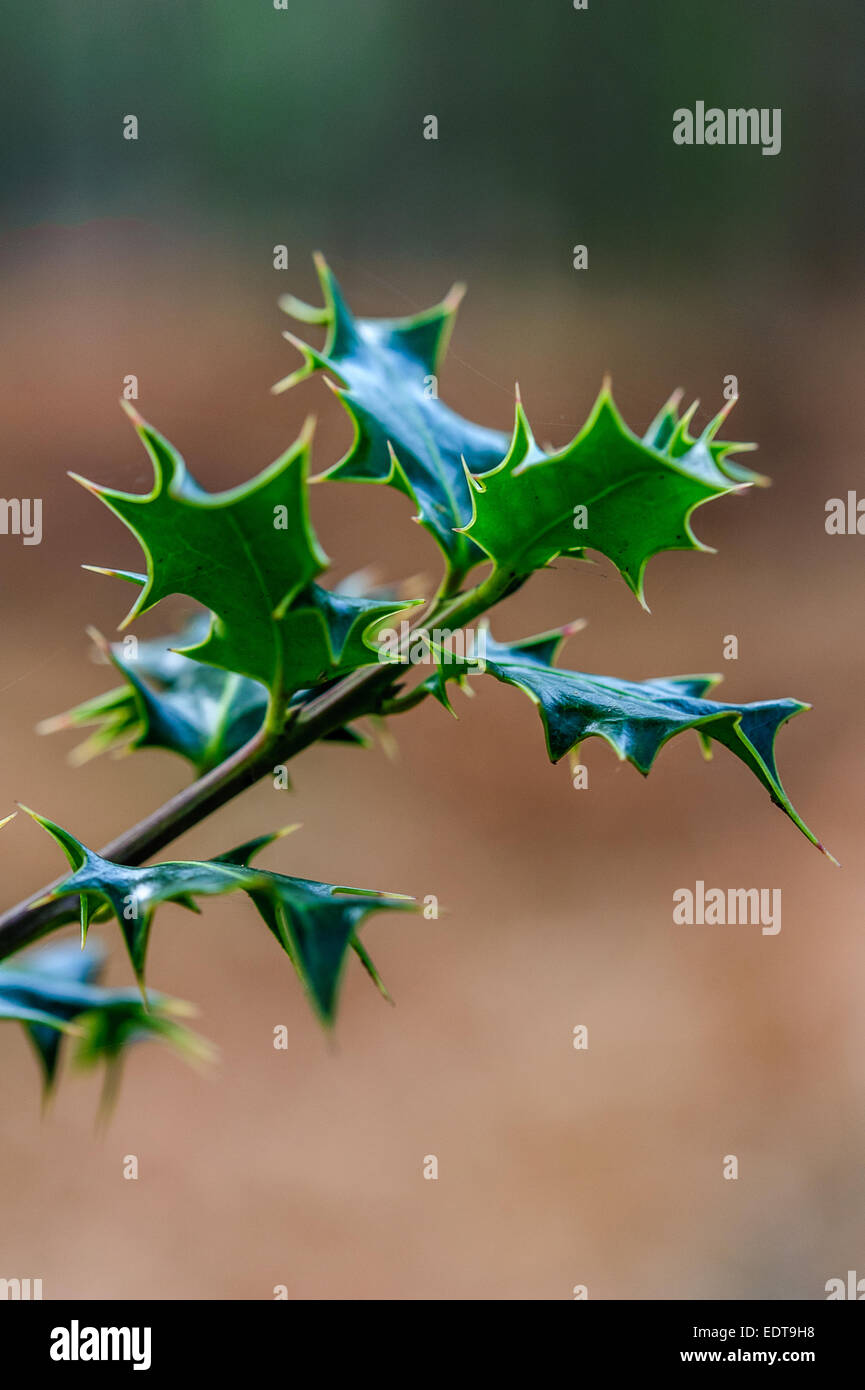 Holly branch hi-res stock photography and images - Alamy