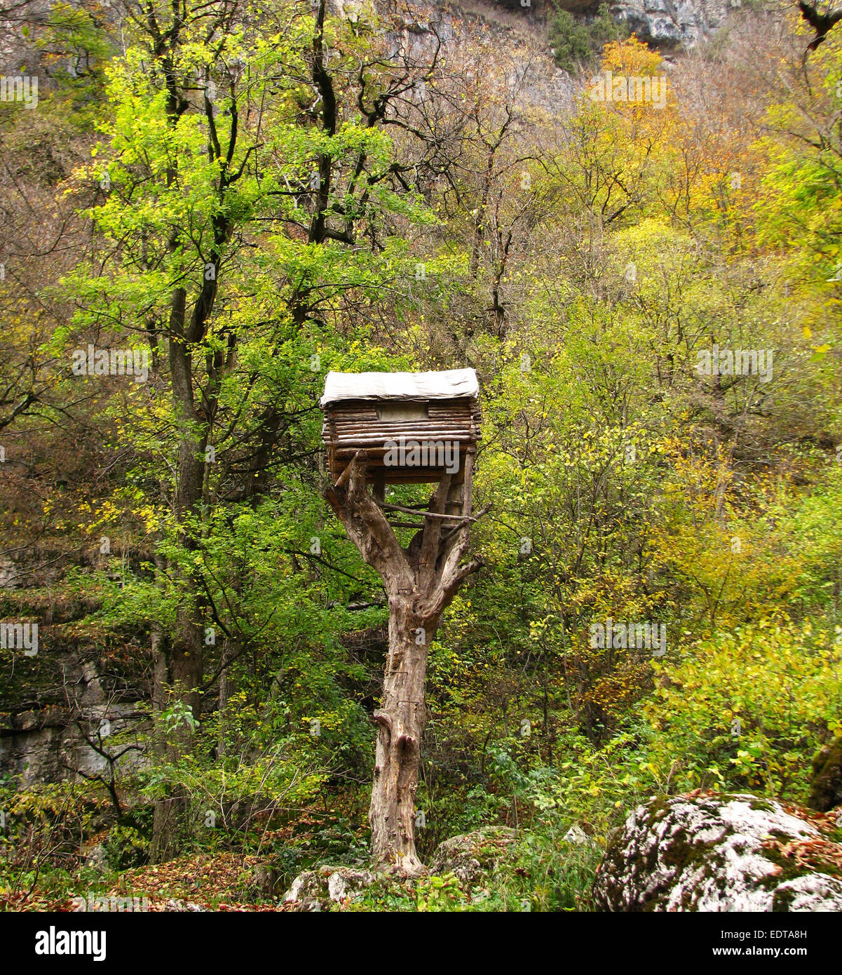 Tree house in forest hi-res stock photography and images - Alamy