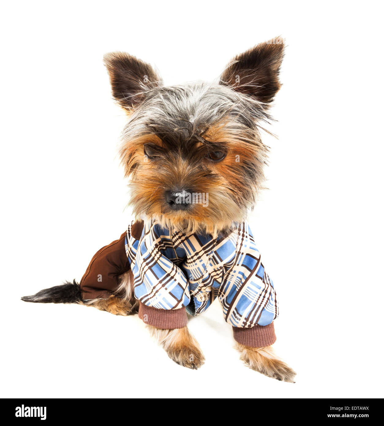 Beautiful brown cute Yorkshire Terrier in pullover Stock Photo - Alamy