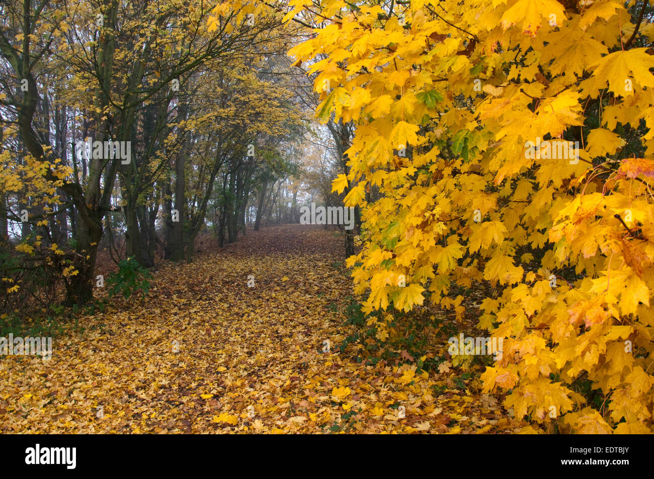 A misty autumn day at Colwick Country Park, Nottingham England UK Stock ...