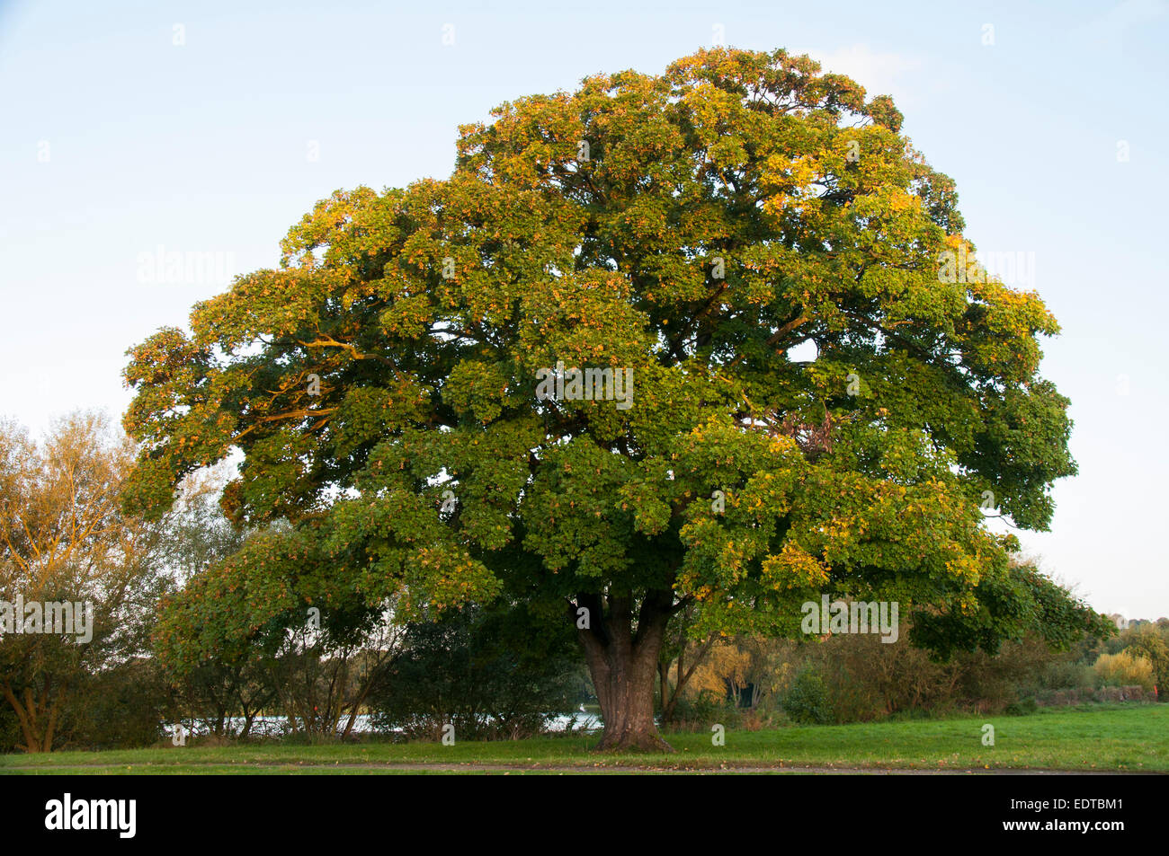 A large old tree at Colwick Park, Nottinghamshire England UK Stock ...