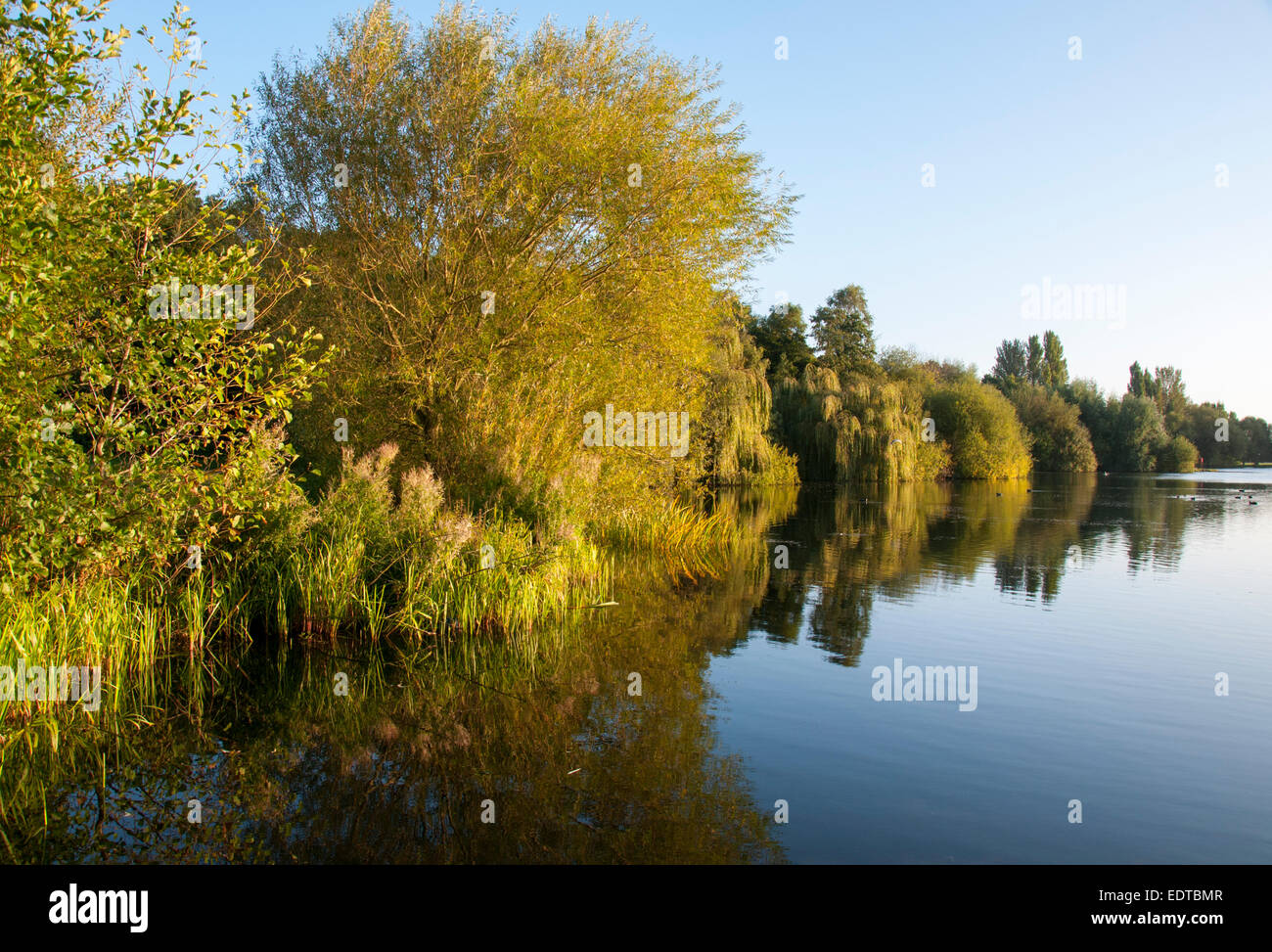 Early morning reflections in the lake at Colwick Country Park in ...