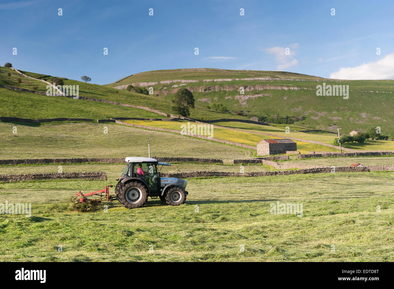 Haymaking in a traditional upland Dales haymeadow, Muker, North ...