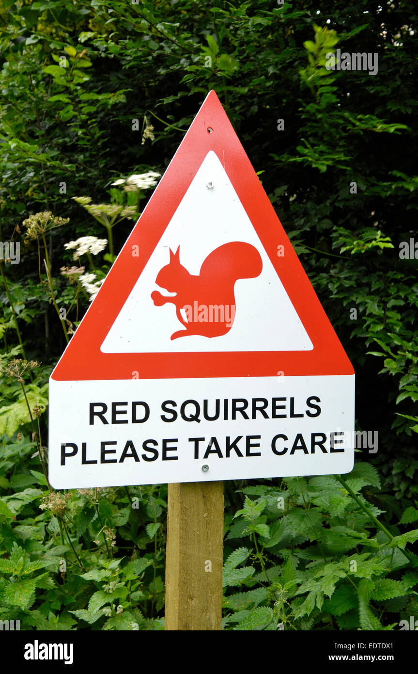 Road sign - "Red Squirrels please take care", Northumberland, UK Stock ...