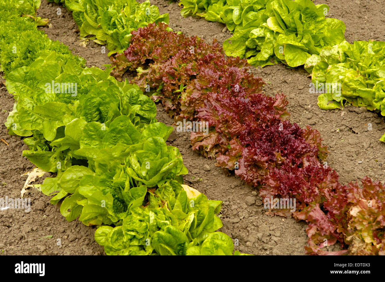 Lettuce growing in rows Stock Photo - Alamy
