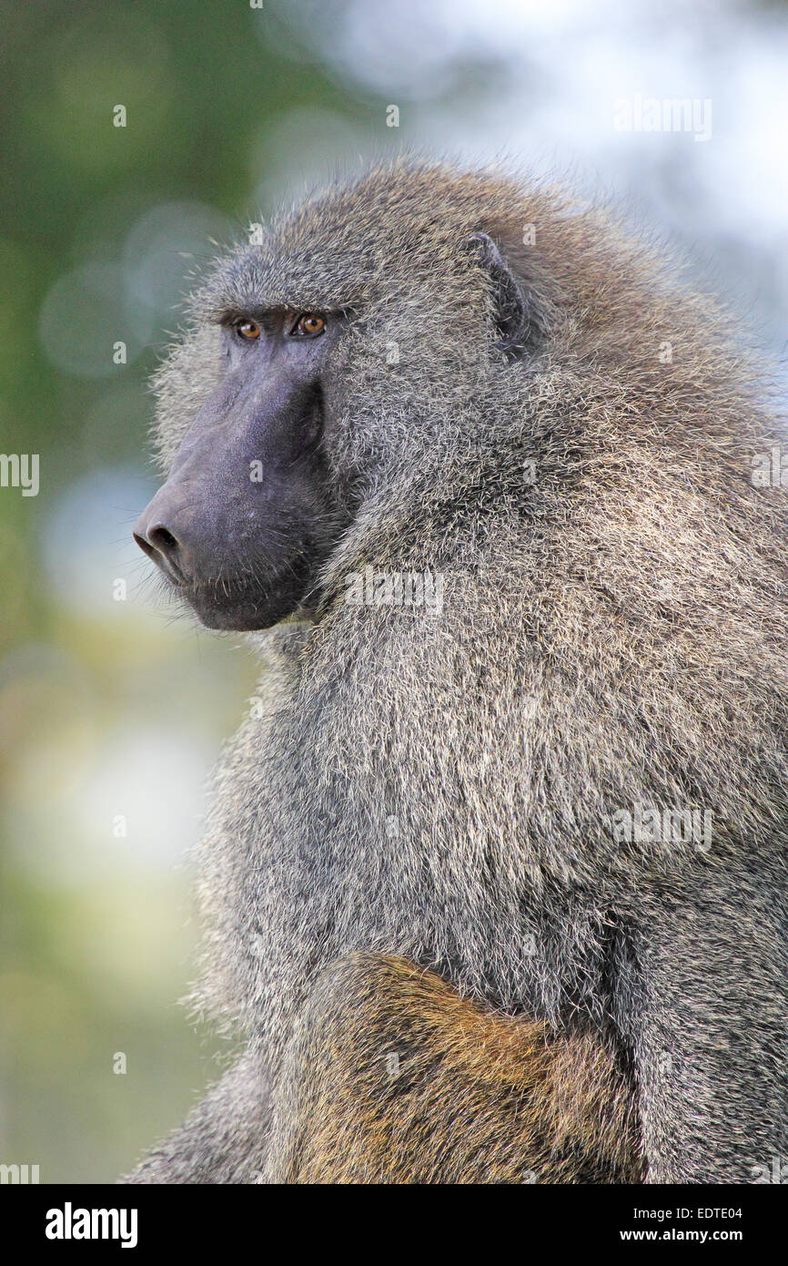 Portrait of an adult A olive baboon, Papio Anubis. The species is the ...