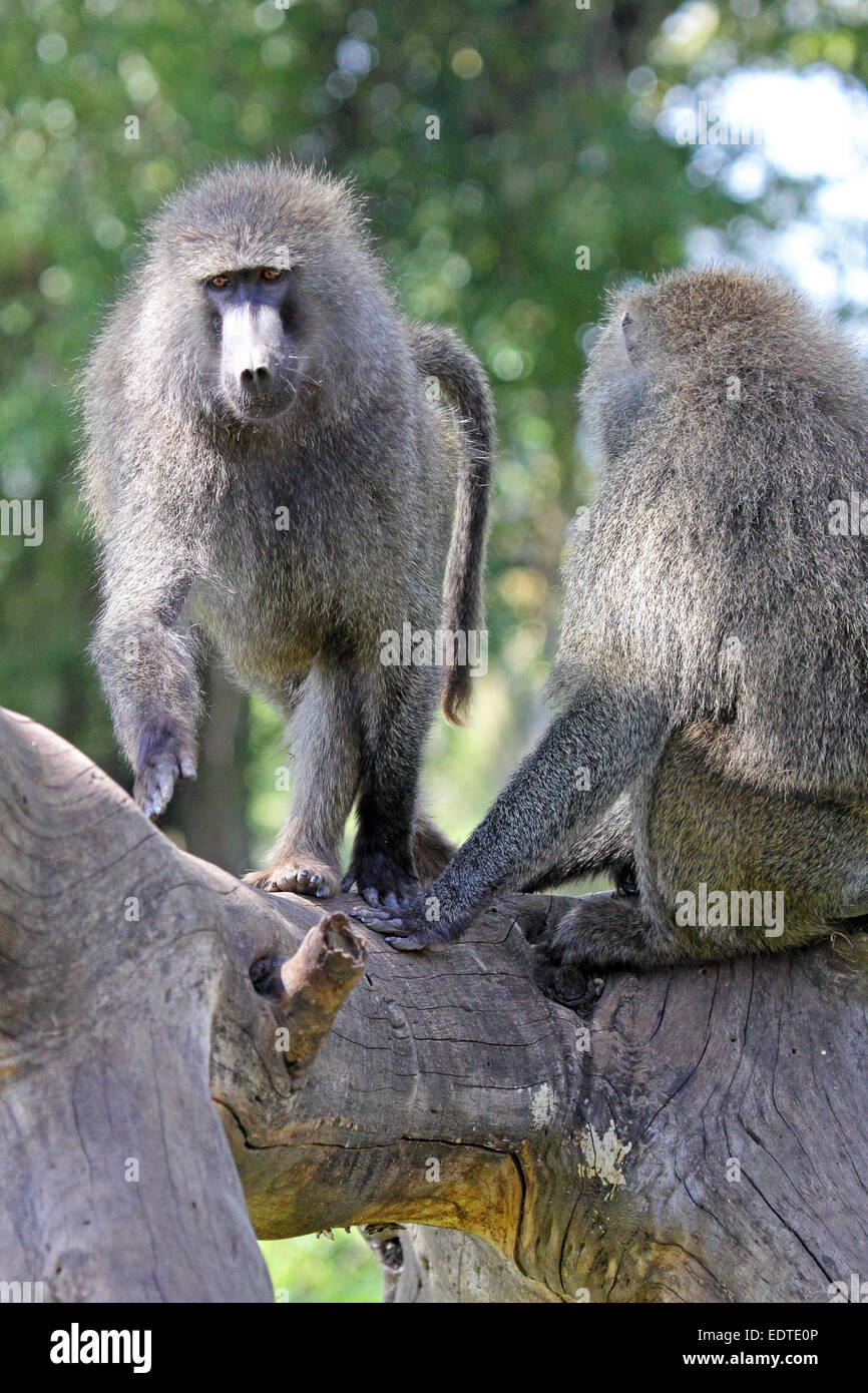 Dead baboon hi-res stock photography and images - Alamy