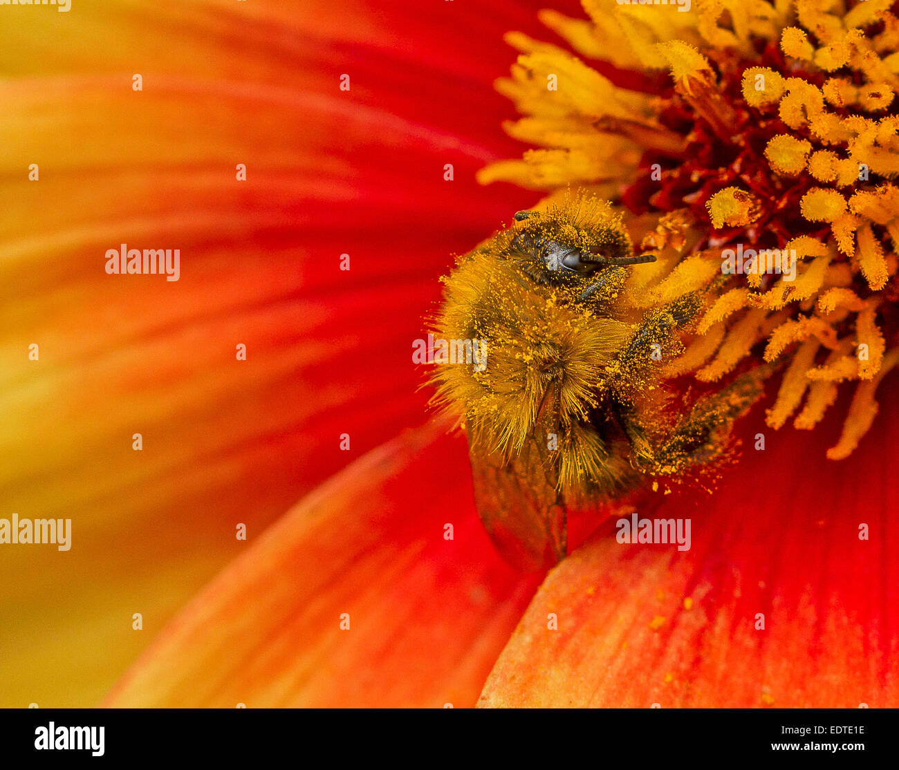 Honey bee flower hi-res stock photography and images - Alamy