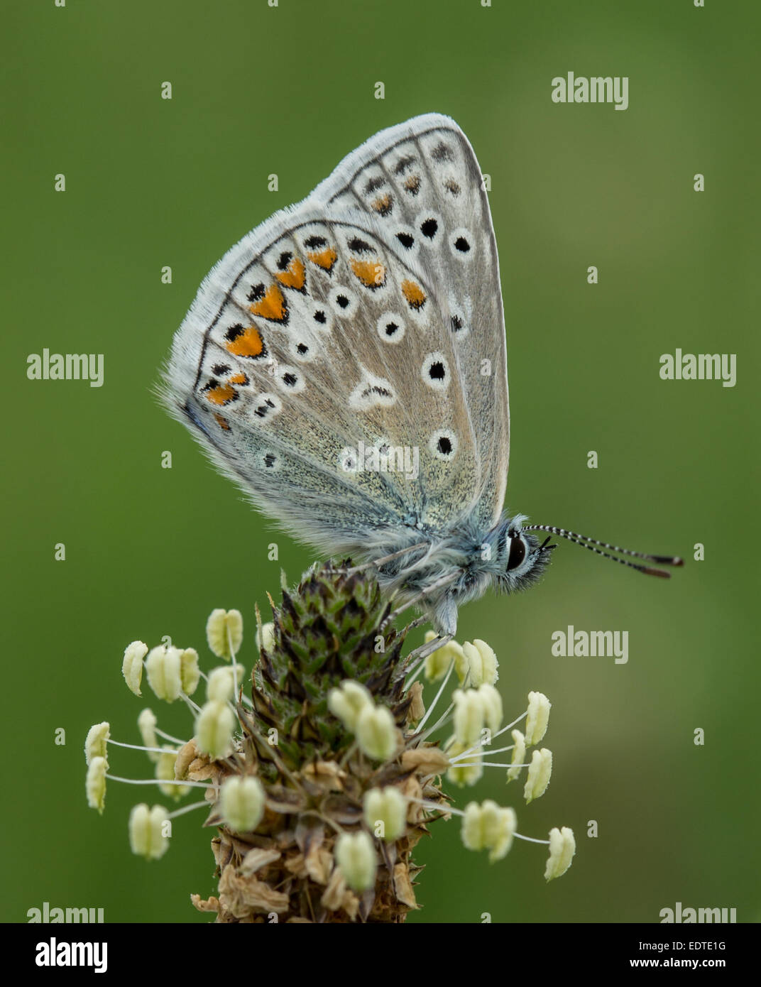 Common Blue Butterfly Stock Photo - Alamy