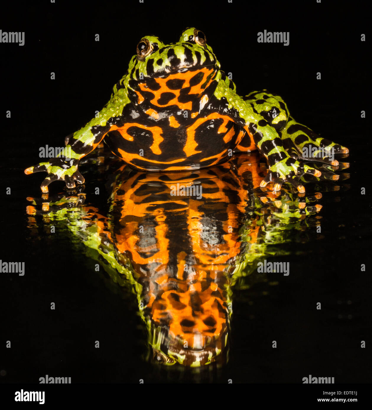 Fire Bellied Toad Stock Photo - Alamy