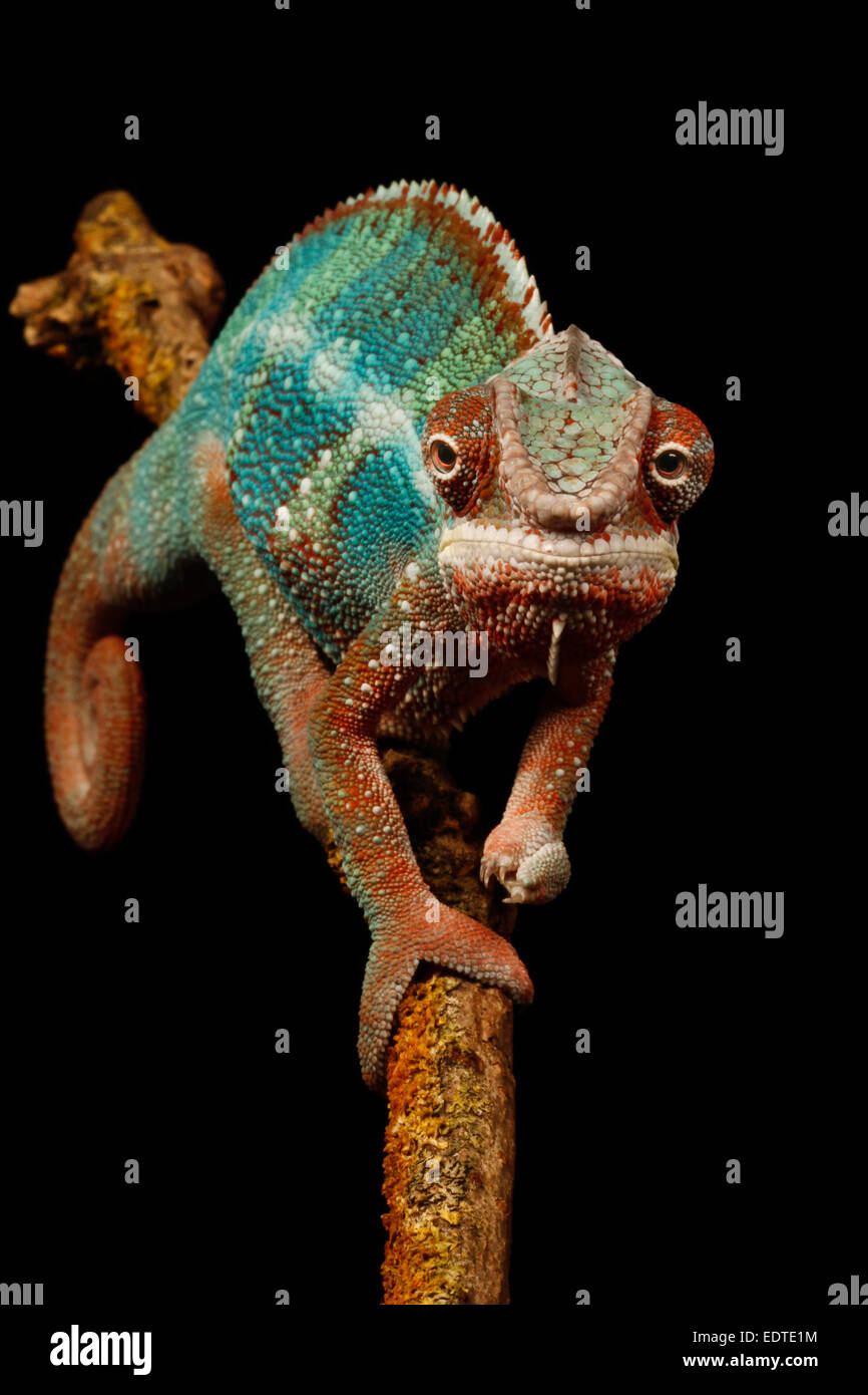 Panther chameleon claws hi-res stock photography and images - Alamy