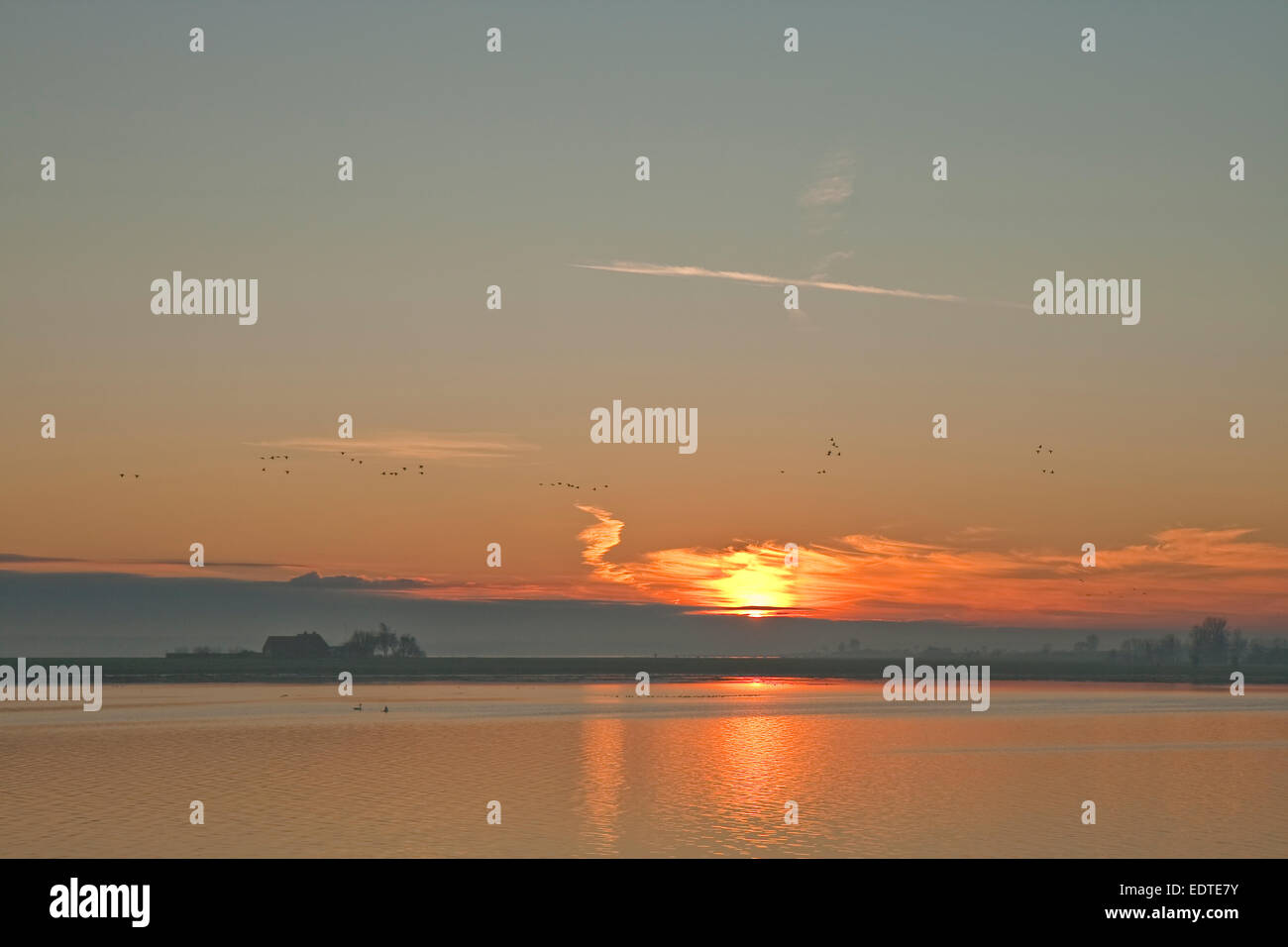 Birds Of Denmark High Resolution Stock Photography and Images - Alamy