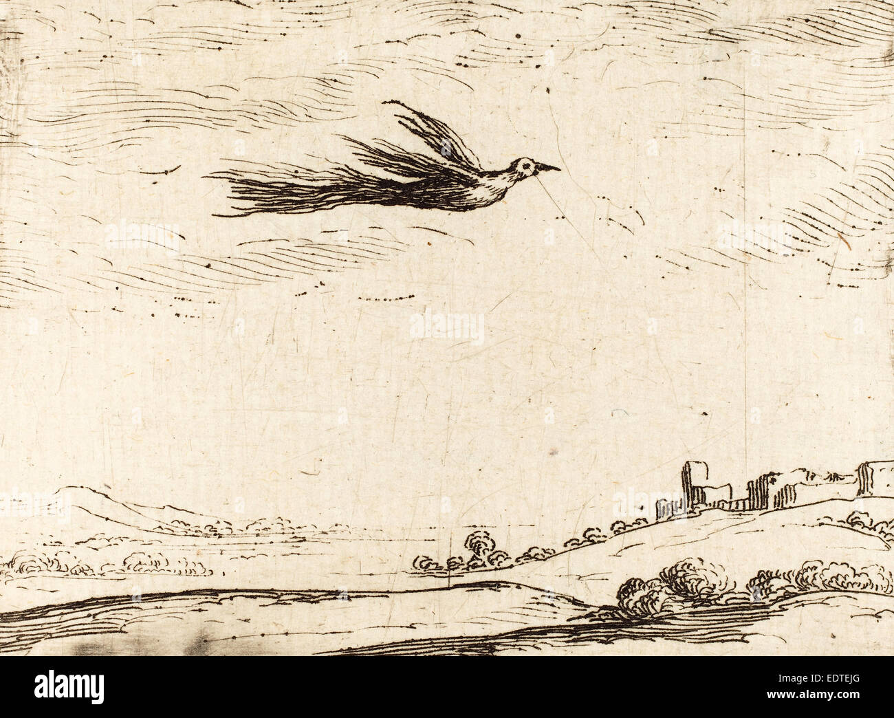 Jacques Callot (French, 1592 - 1635), Bird of Paradise, etching Stock ...