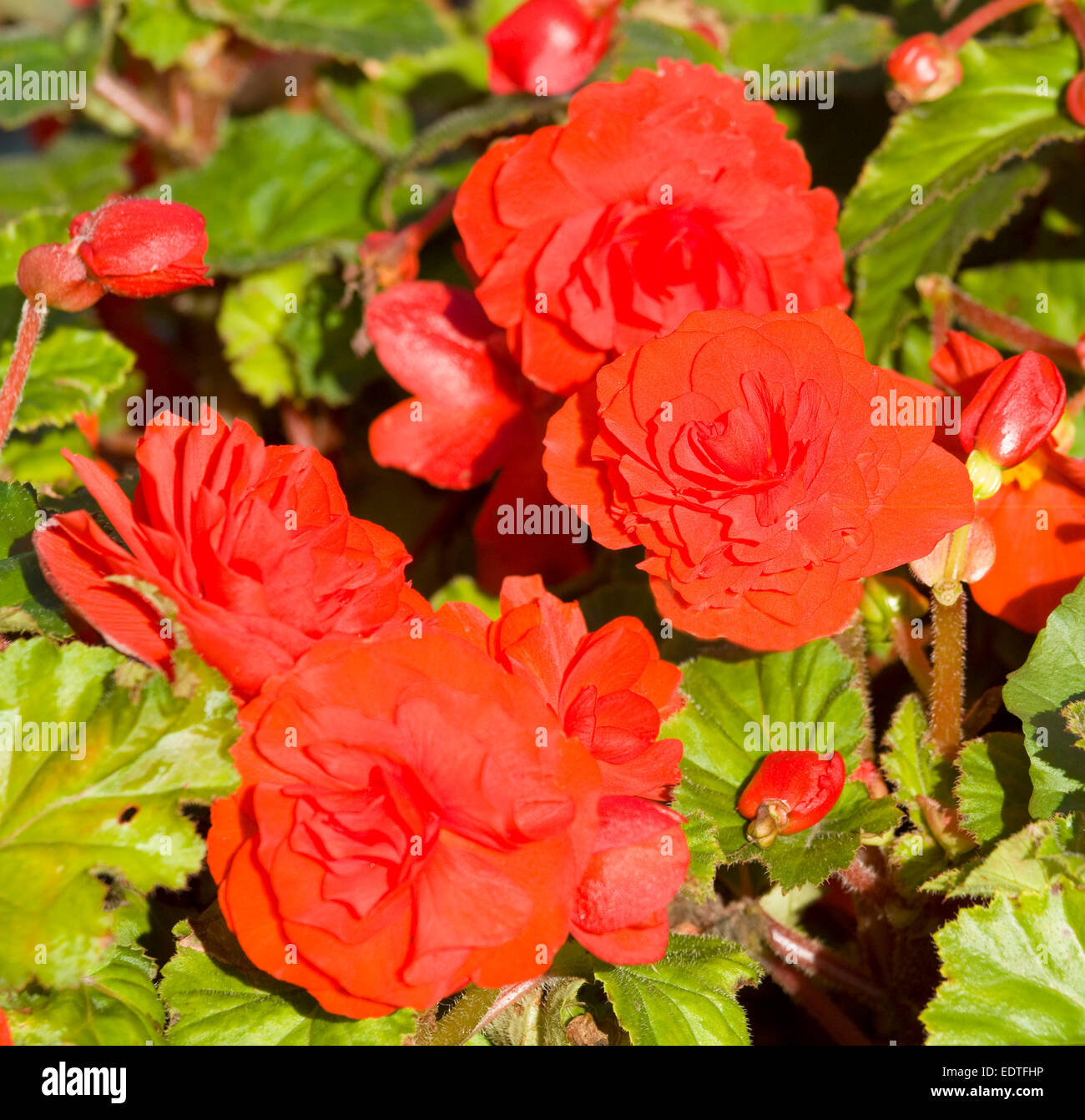 Few flowers of begonia red colour on flower bed Stock Photo - Alamy