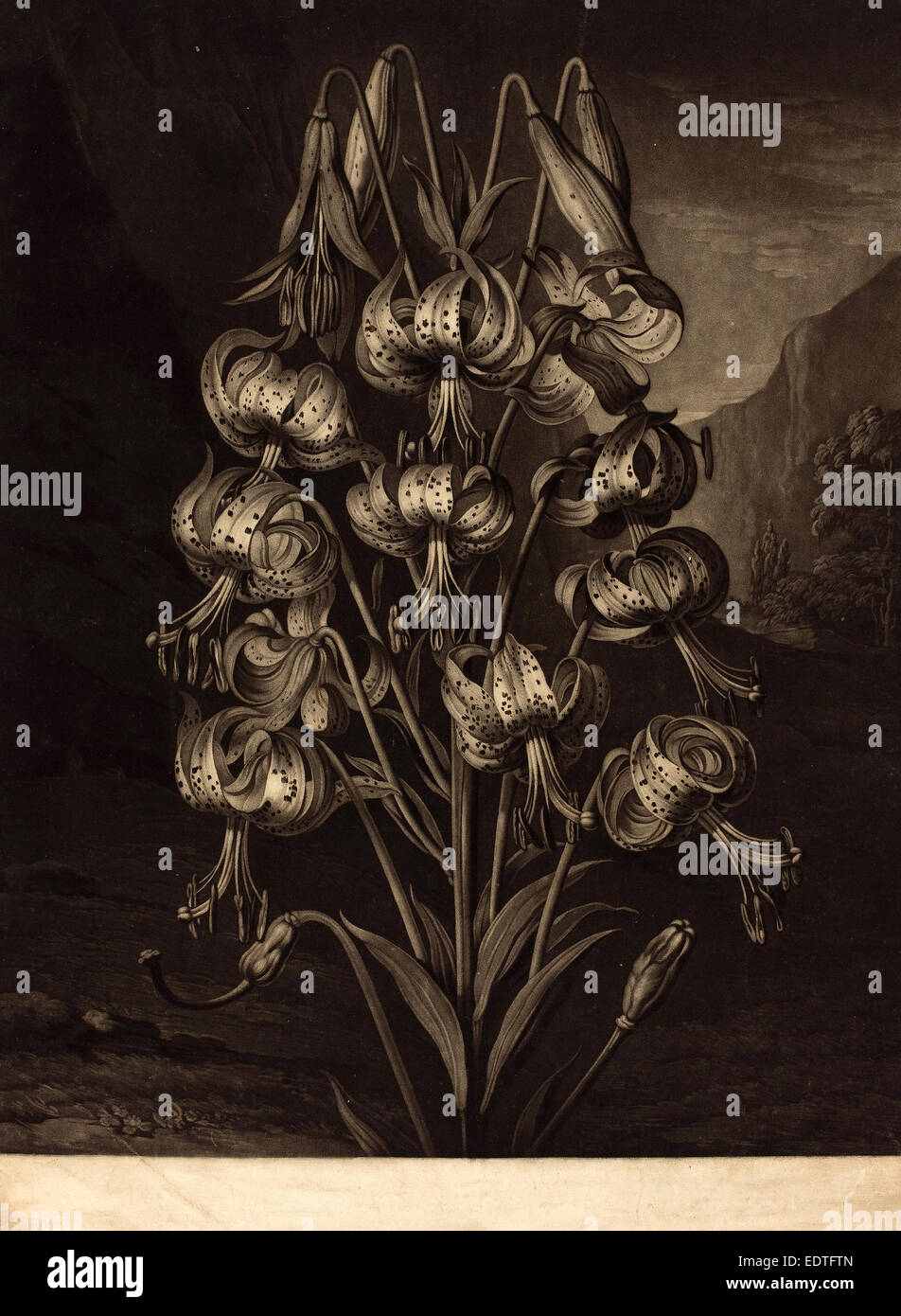 William Ward after Philip Reinagle (British, 1766 - 1826), The Superb ...