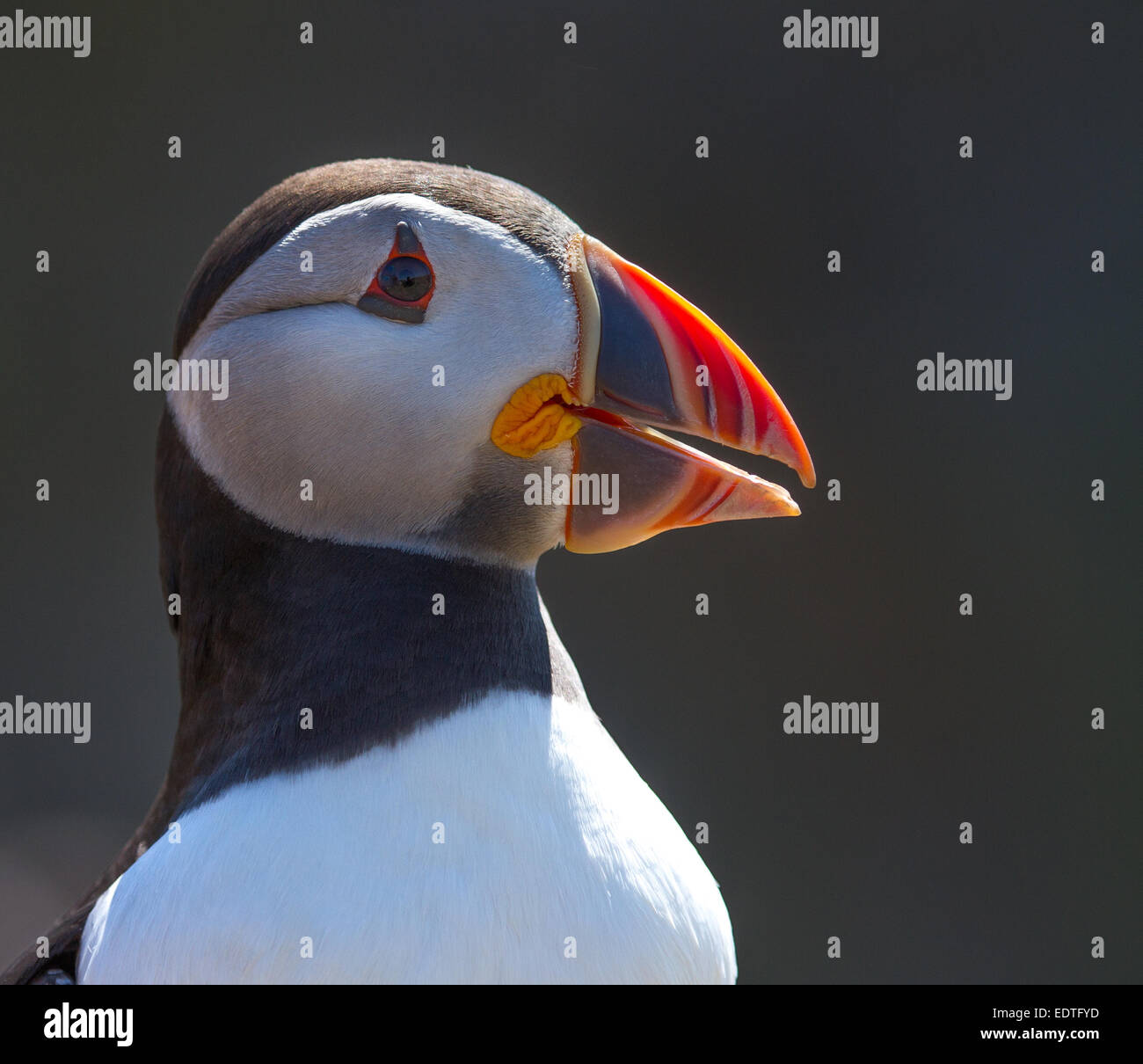Profile of face hi-res stock photography and images - Alamy