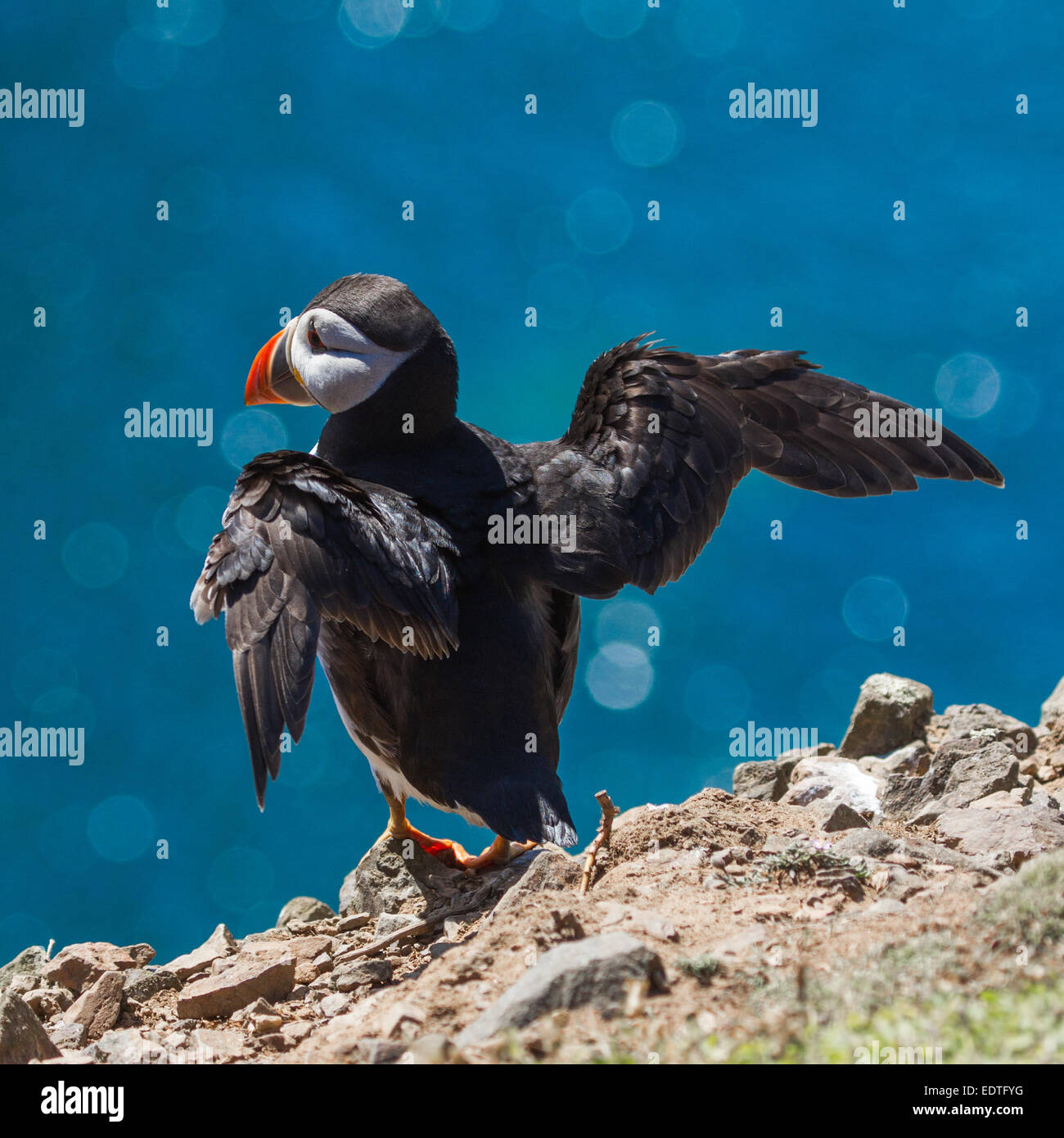 Bird wing outstretched hi-res stock photography and images - Alamy