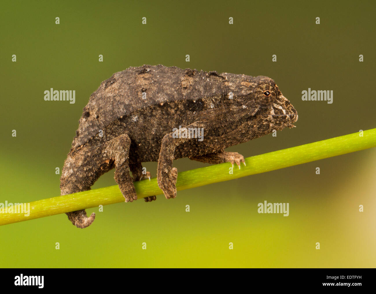 Little chameleon hi-res stock photography and images - Alamy
