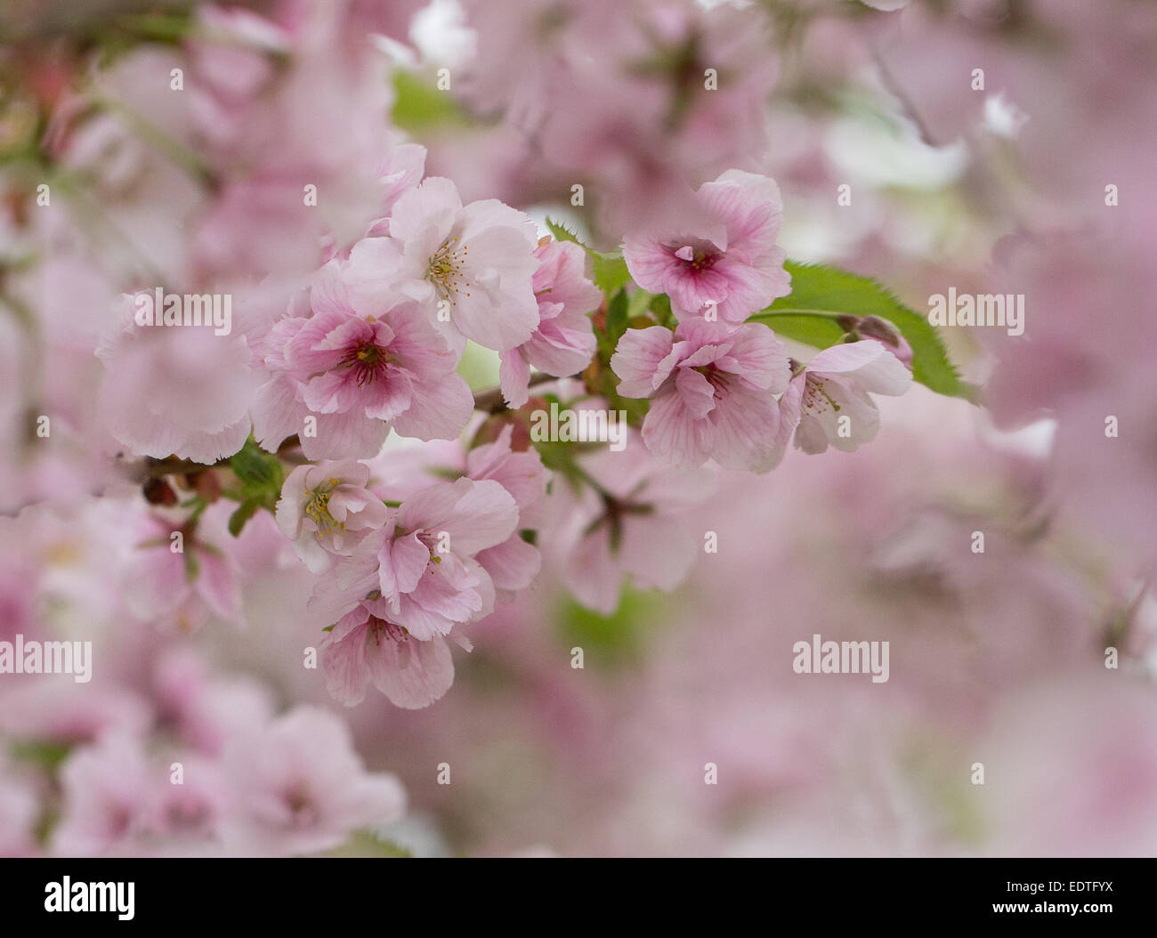 Pink spring blossom tree Stock Photo - Alamy