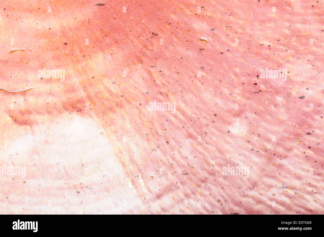 Macro of Pink shell's nacre background Stock Photo - Alamy