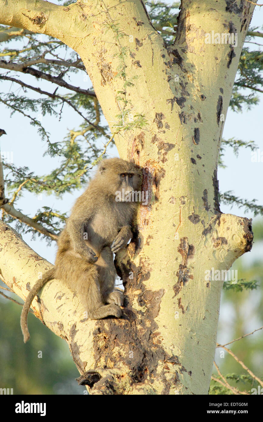Olive Baboon Climbing Tree High Resolution Stock Photography and Images ...