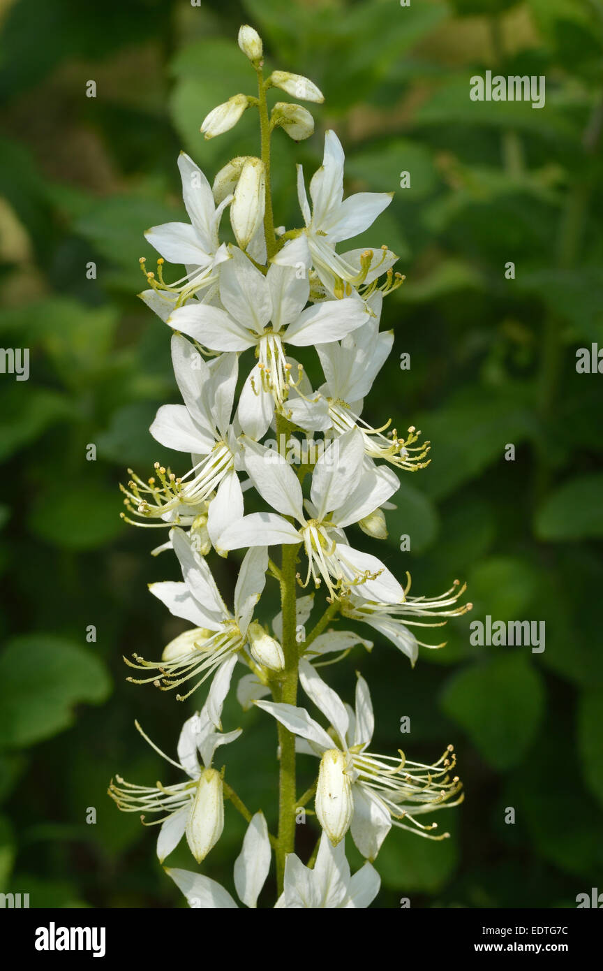 Stem with white flowers of Dictamnus albus, burning bush. White dittany ...