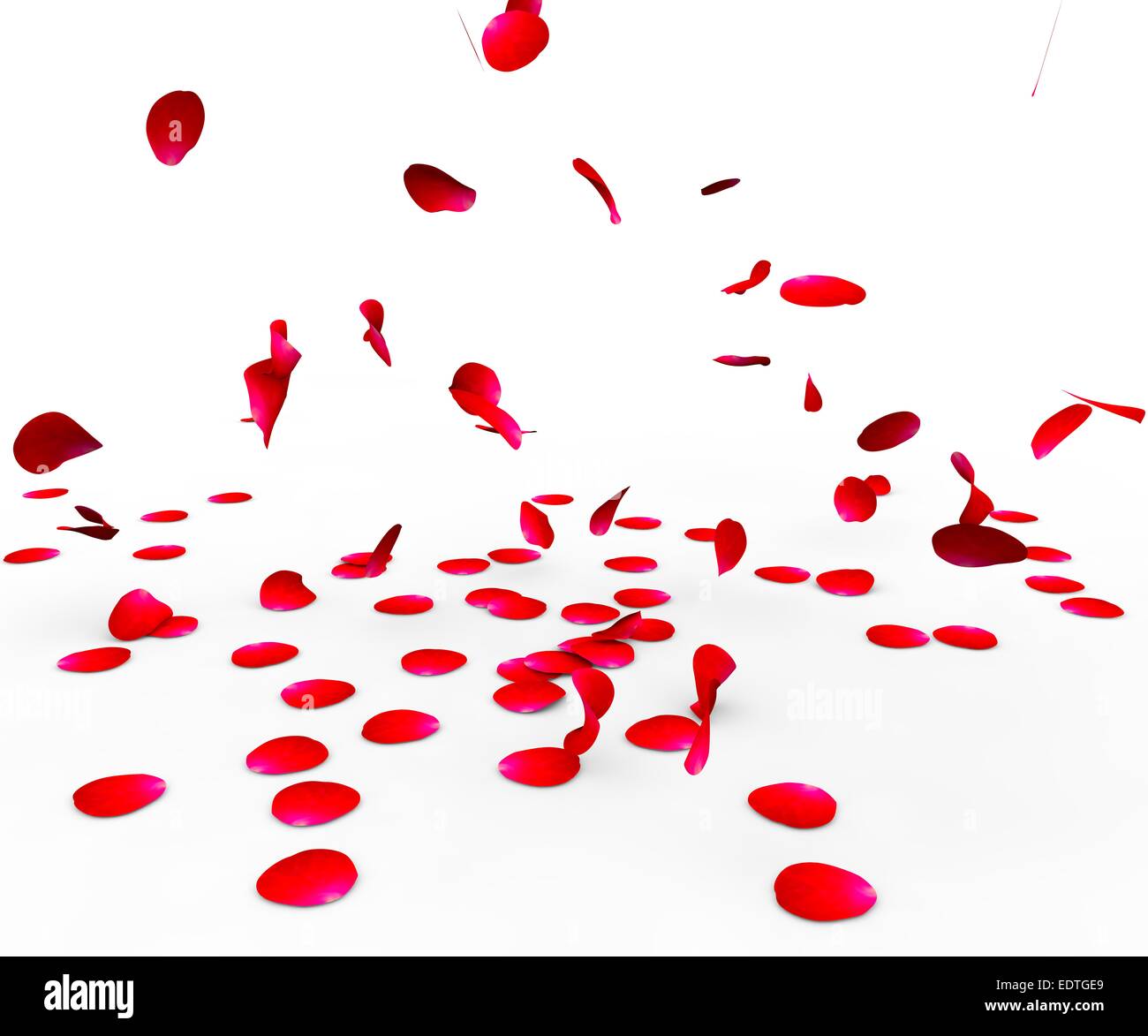 Rose petals falling on a surface on a white background isolated Stock ...