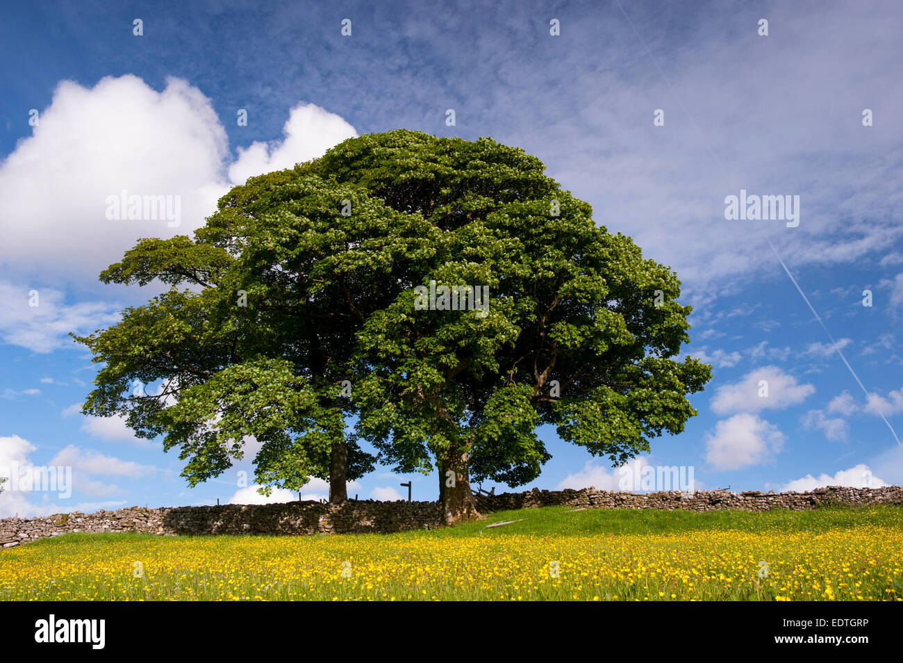 Sycamore farm hi-res stock photography and images - Alamy