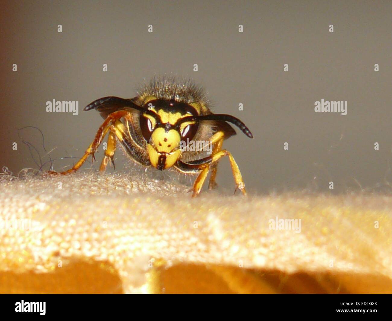 Carnivorous Wasp High Resolution Stock Photography and Images - Alamy
