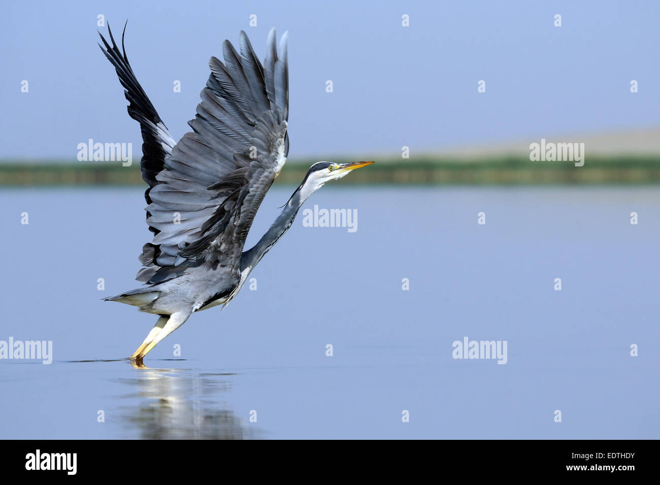 Grey heron takeoff hi-res stock photography and images - Alamy