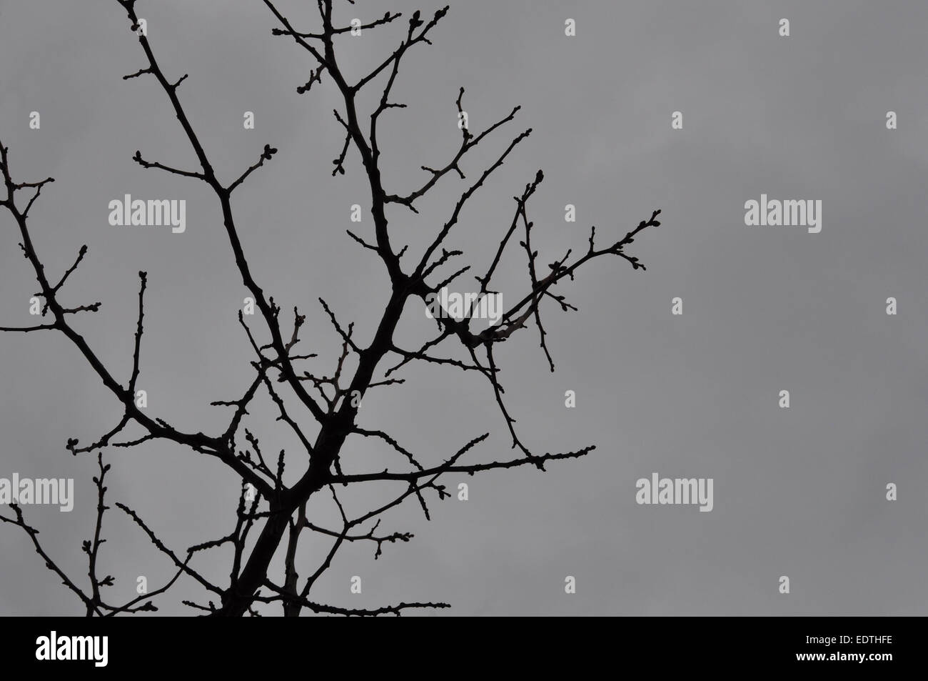 Almond tree branches against gray winter sky background Stock Photo - Alamy
