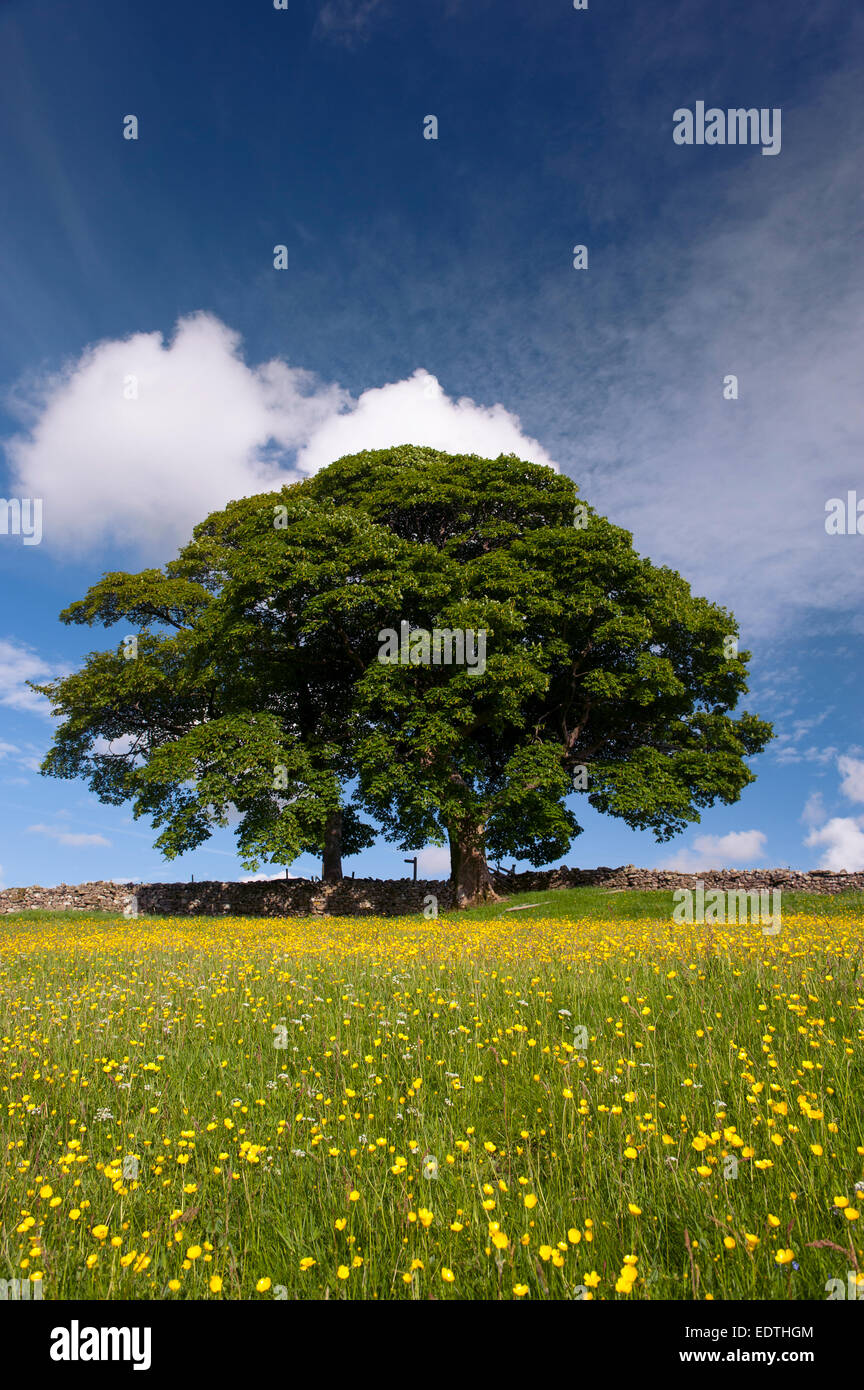 Sycamore farm hi-res stock photography and images - Alamy