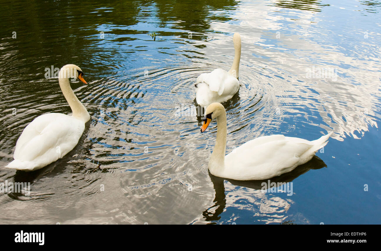 Three white swans on water Stock Photo - Alamy