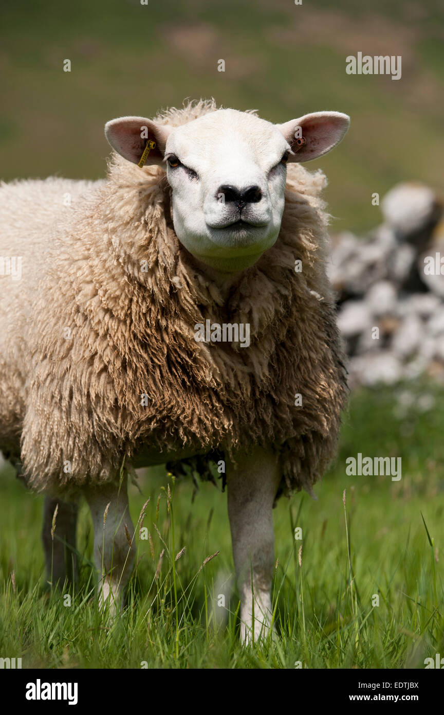 Texel ram hi-res stock photography and images - Alamy