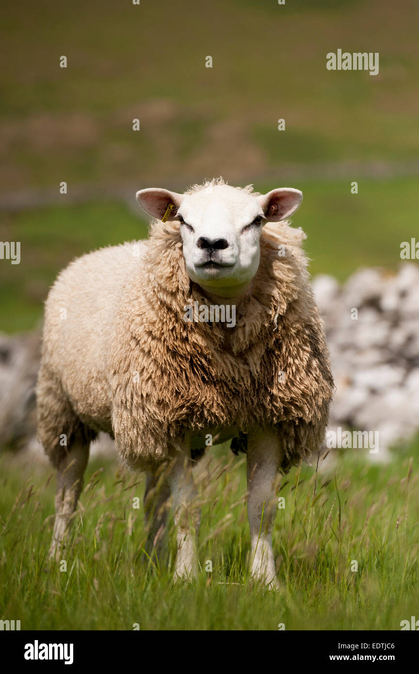 Texel ram in pasture. Cumbria, UK Stock Photo - Alamy