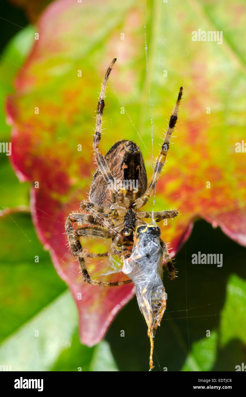 spider while eating a bee in the web Stock Photo - Alamy