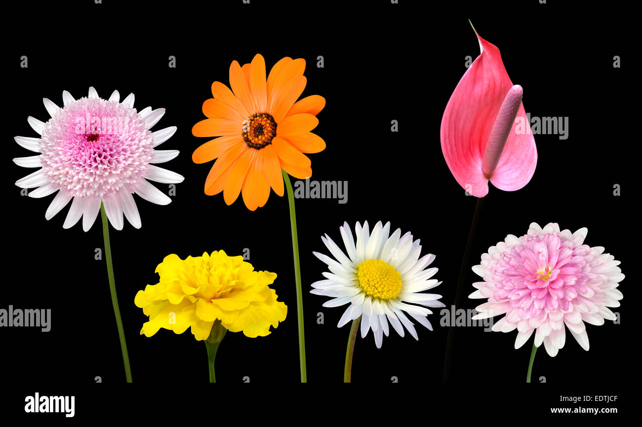Collection of Various Colorful Flowers and Wildflowers with Green Stick ...