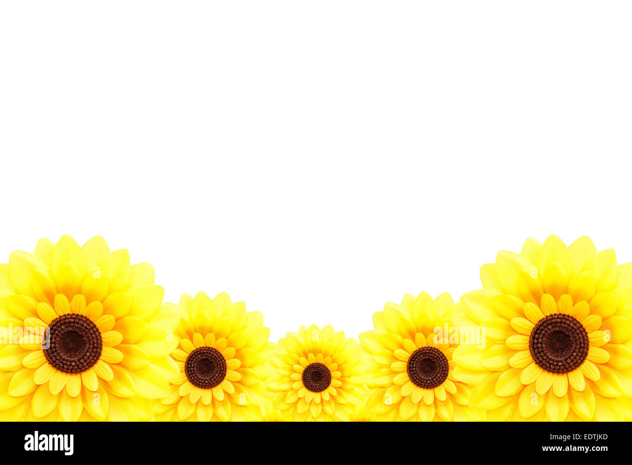 Sunflower at lower border Stock Photo - Alamy