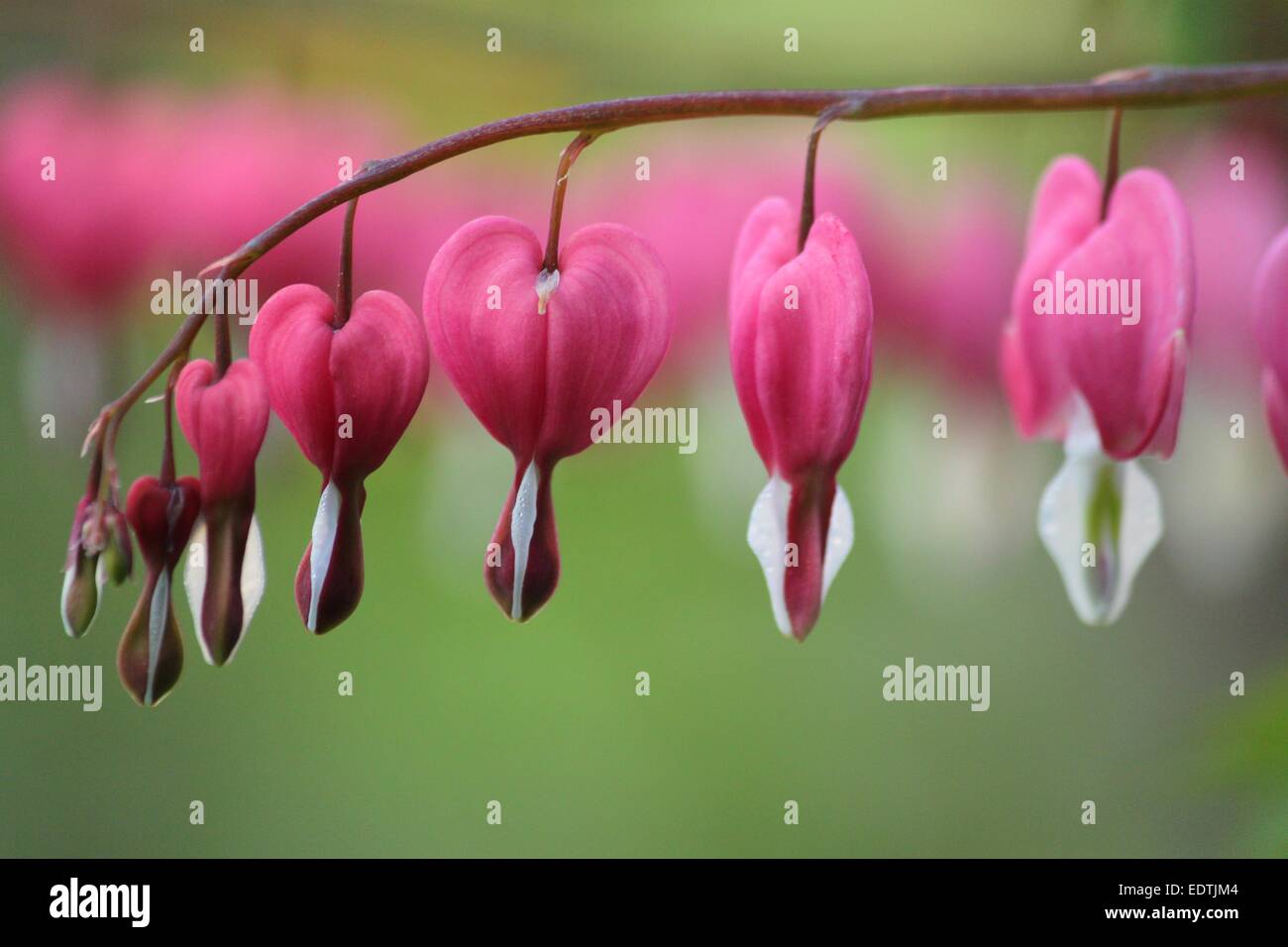 Drooping Heart High Resolution Stock Photography and Images - Alamy