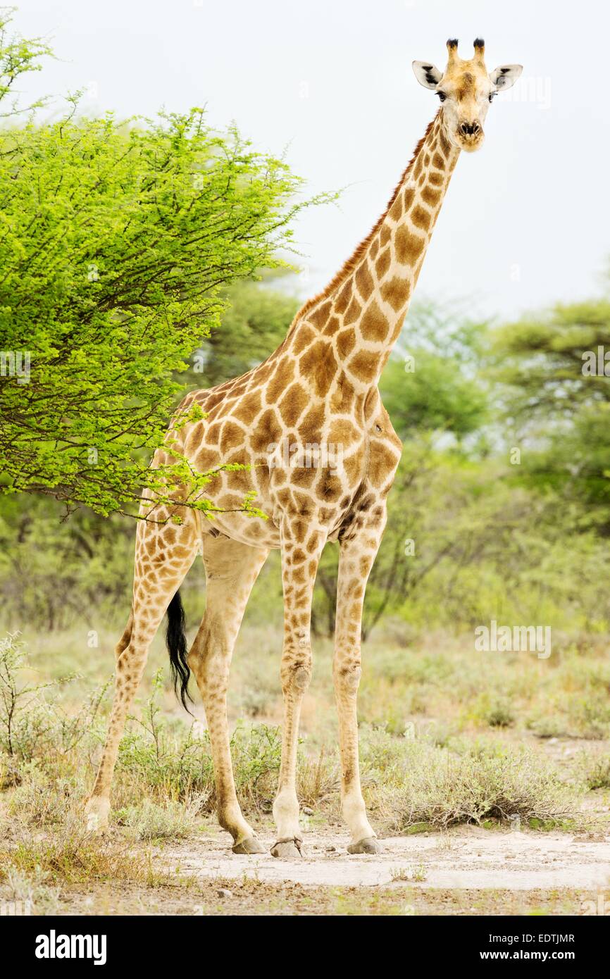 Browsing animal hi-res stock photography and images - Alamy