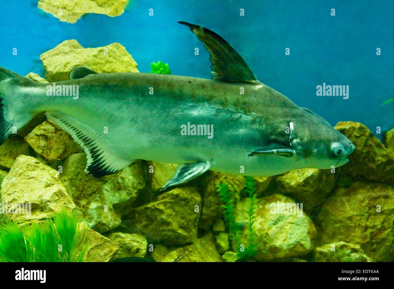 Pangasius hypophthalmus hi-res stock photography and images - Alamy