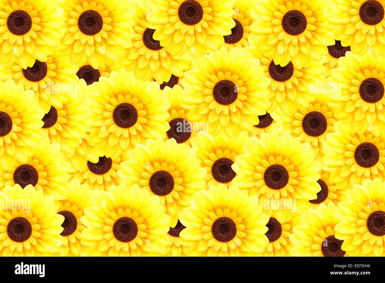 Girasol Wallpaper