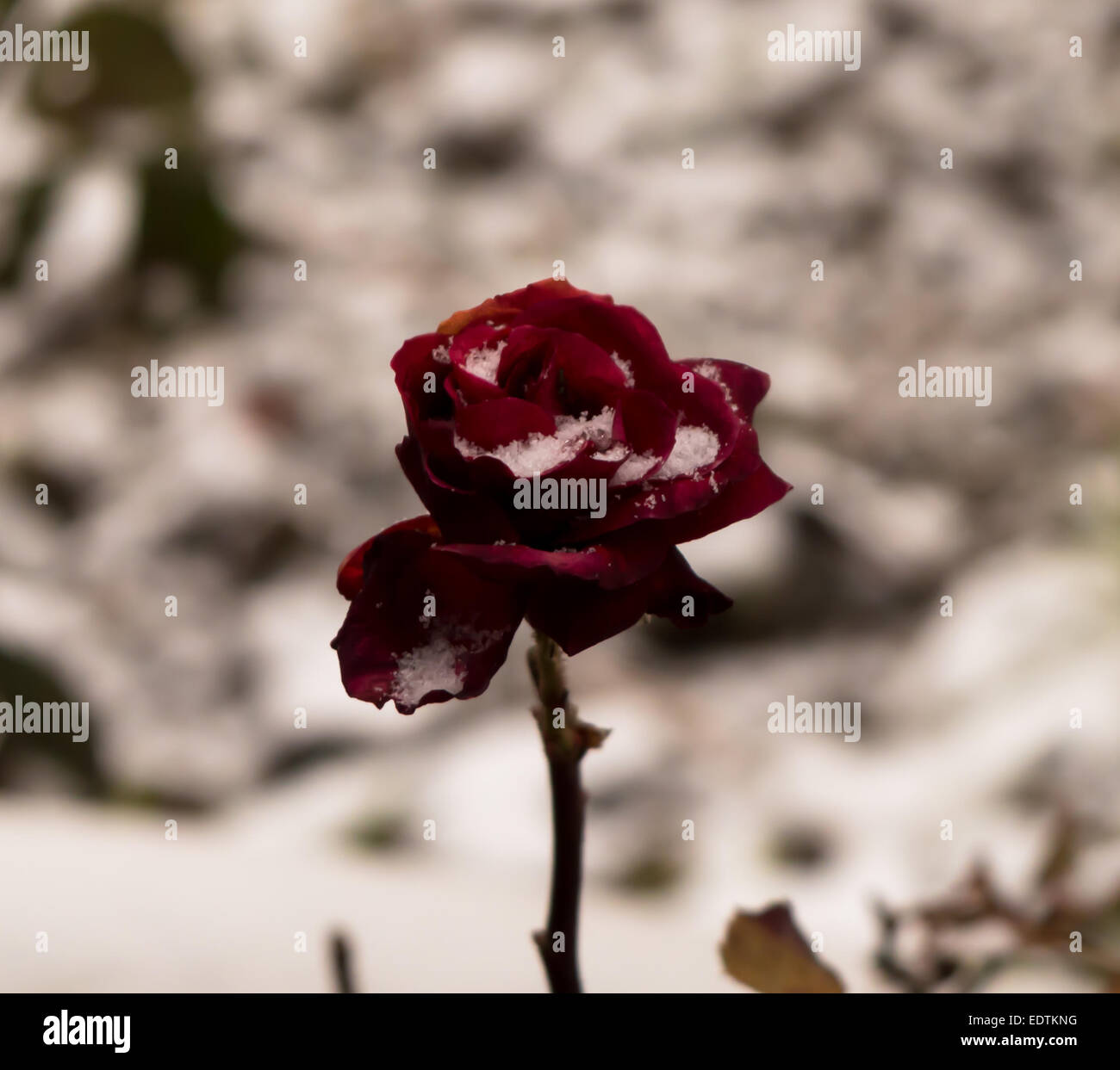 Frozen rose hi-res stock photography and images - Alamy