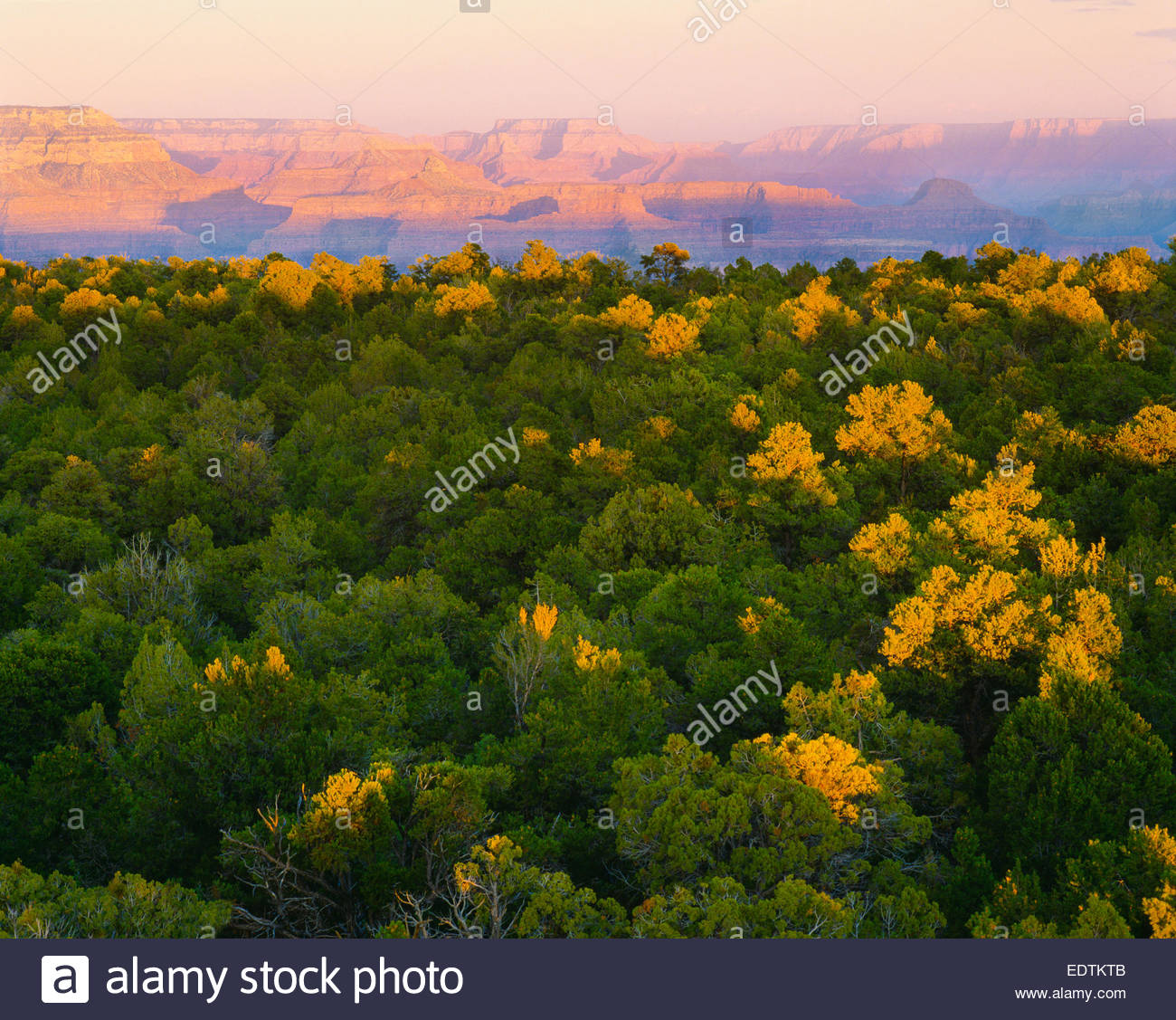 Pinyon High Resolution Stock Photography and Images - Alamy