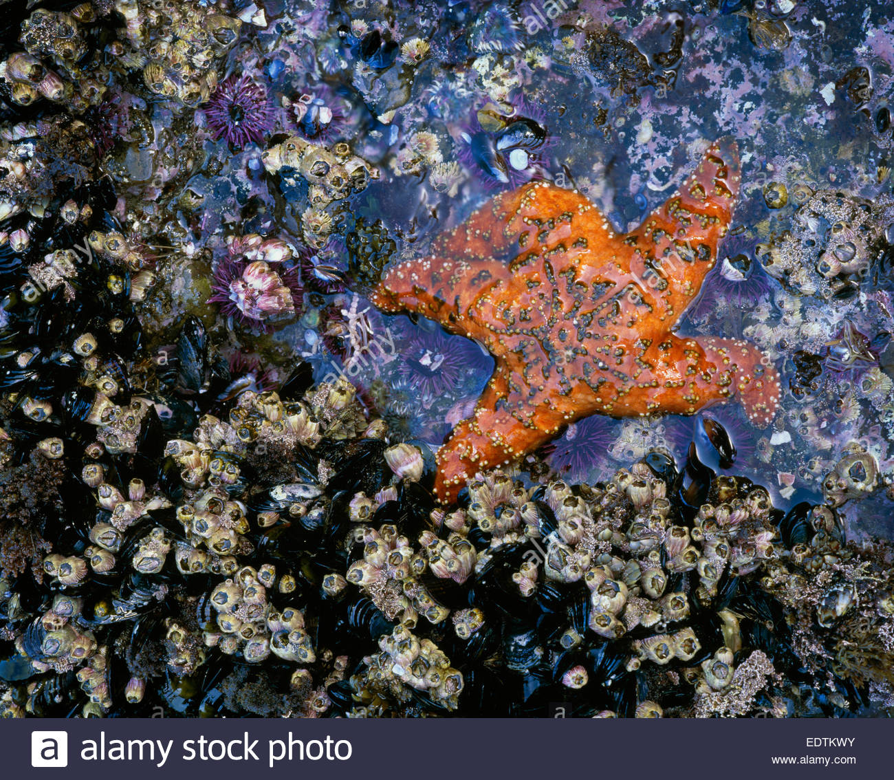 Intertidal Zone High Resolution Stock Photography and Images - Alamy