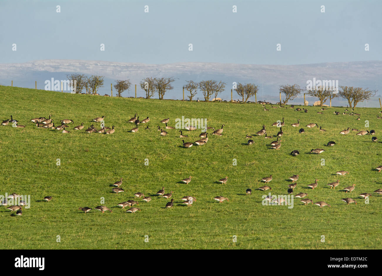 Gaggle of Geese Stock Photo - Alamy
