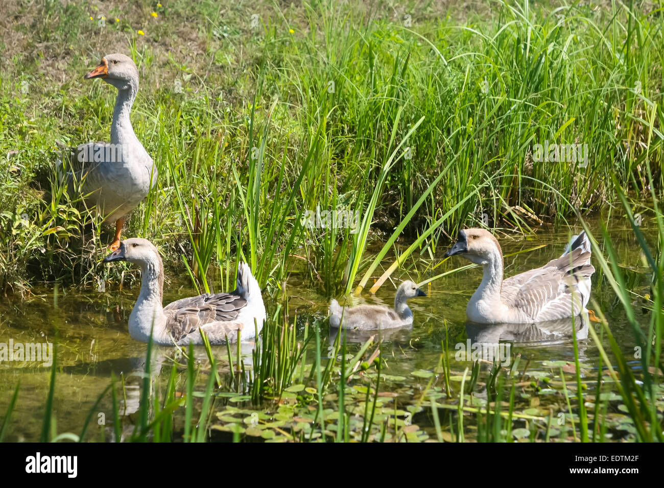 Four geese by a pond hi-res stock photography and images - Alamy