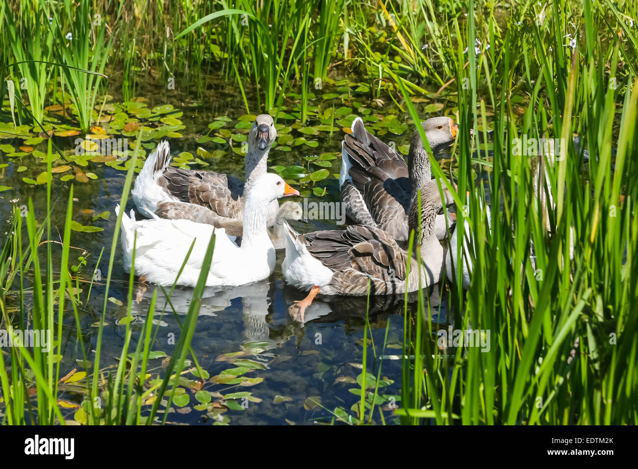 A group of geese swimming in a marshy pond Stock Photo - Alamy